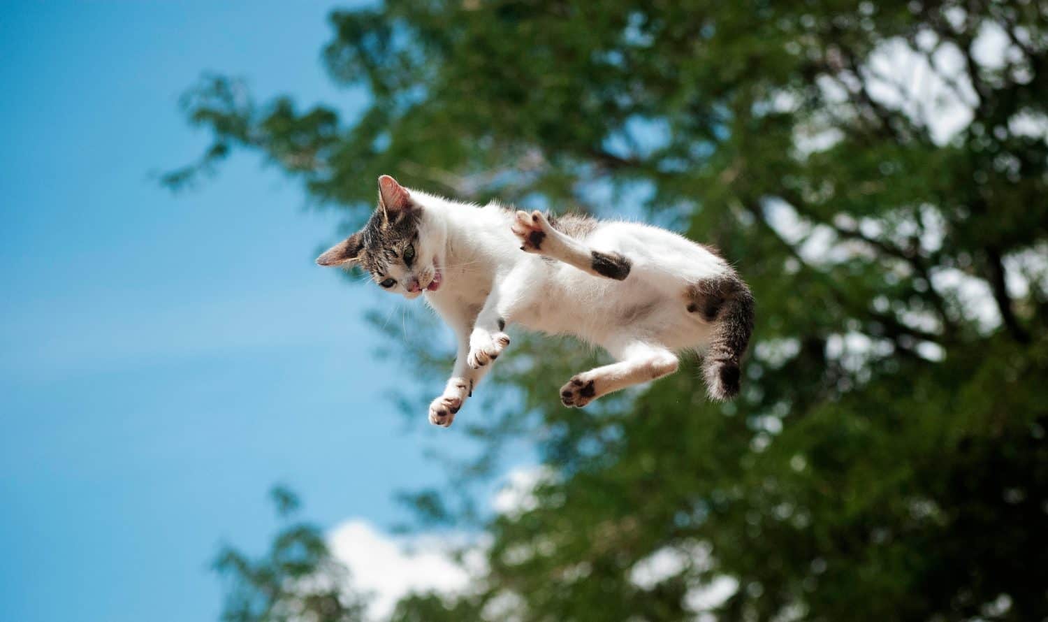 10 Animals That Seem to Break the Laws of Physics - A-Z Animals