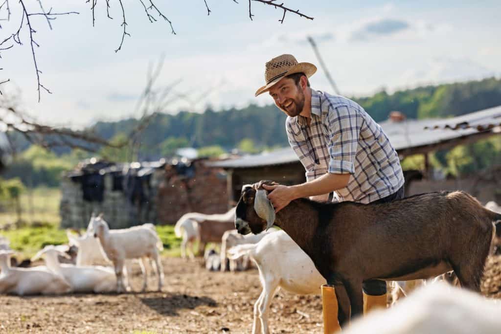 9 Ways to Keep Goats Entertained - A-Z Animals