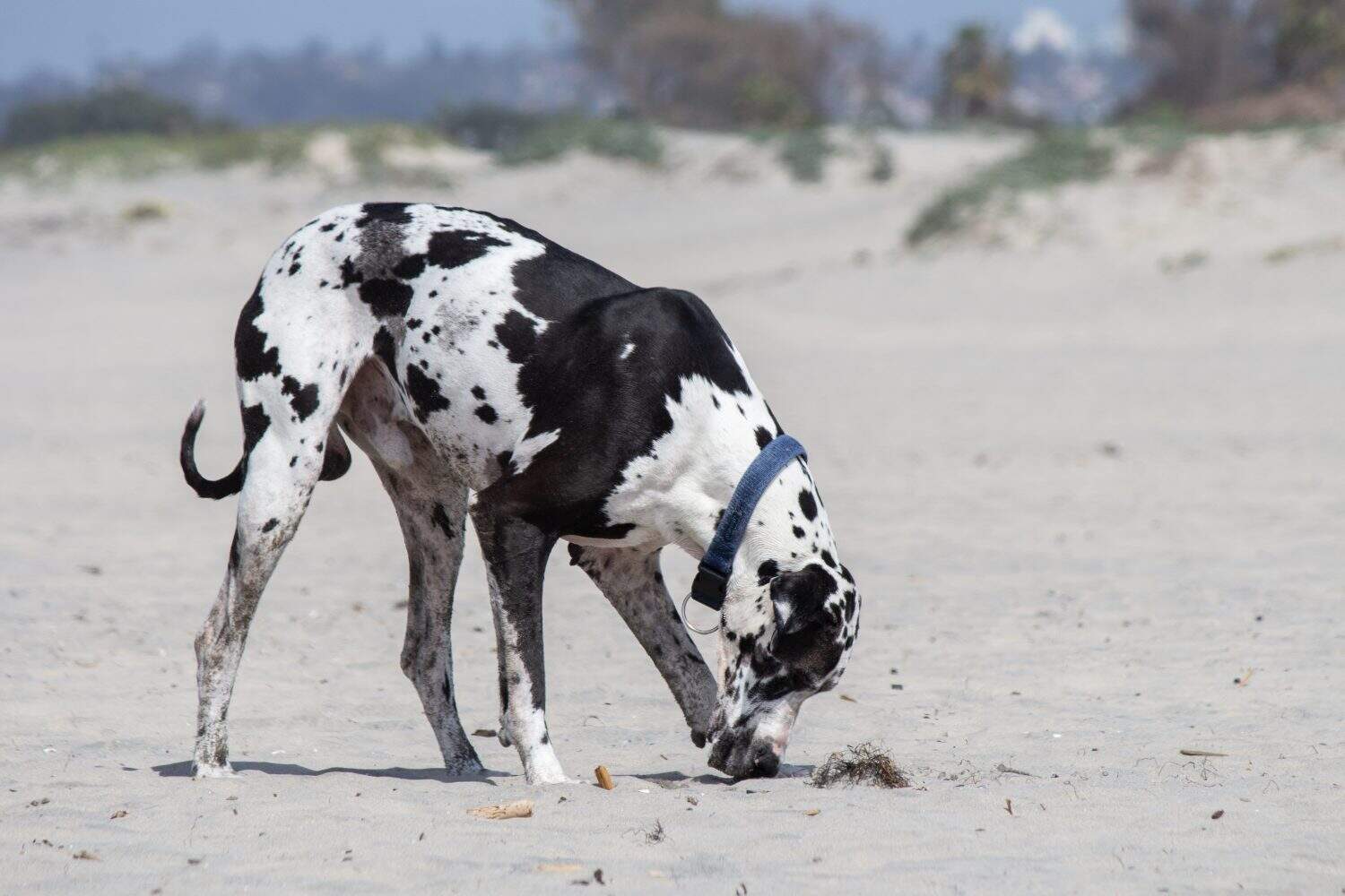 Great Dane Mix: Complete Guide to the Gentle Giant Crossbreed Dog Breed ...