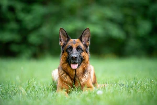 Why Do Some Dogs Howl? - A-Z Animals