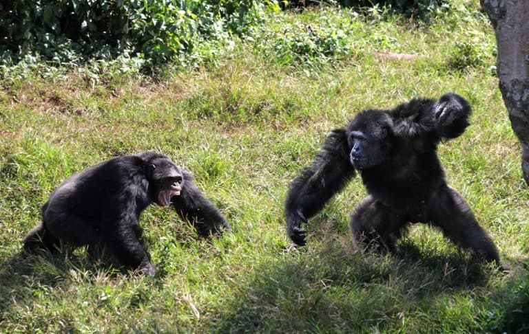 The Key Differences Between Male and Female Chimps - A-Z Animals