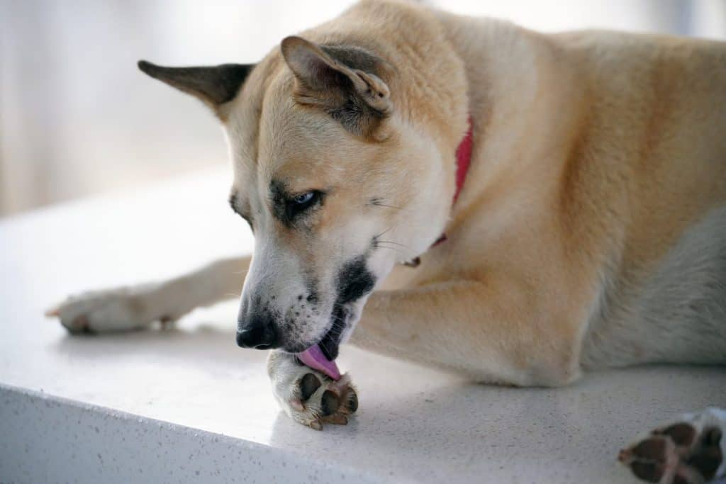 Common Warning Signs Your Dog May Be in Pain - A-Z Animals