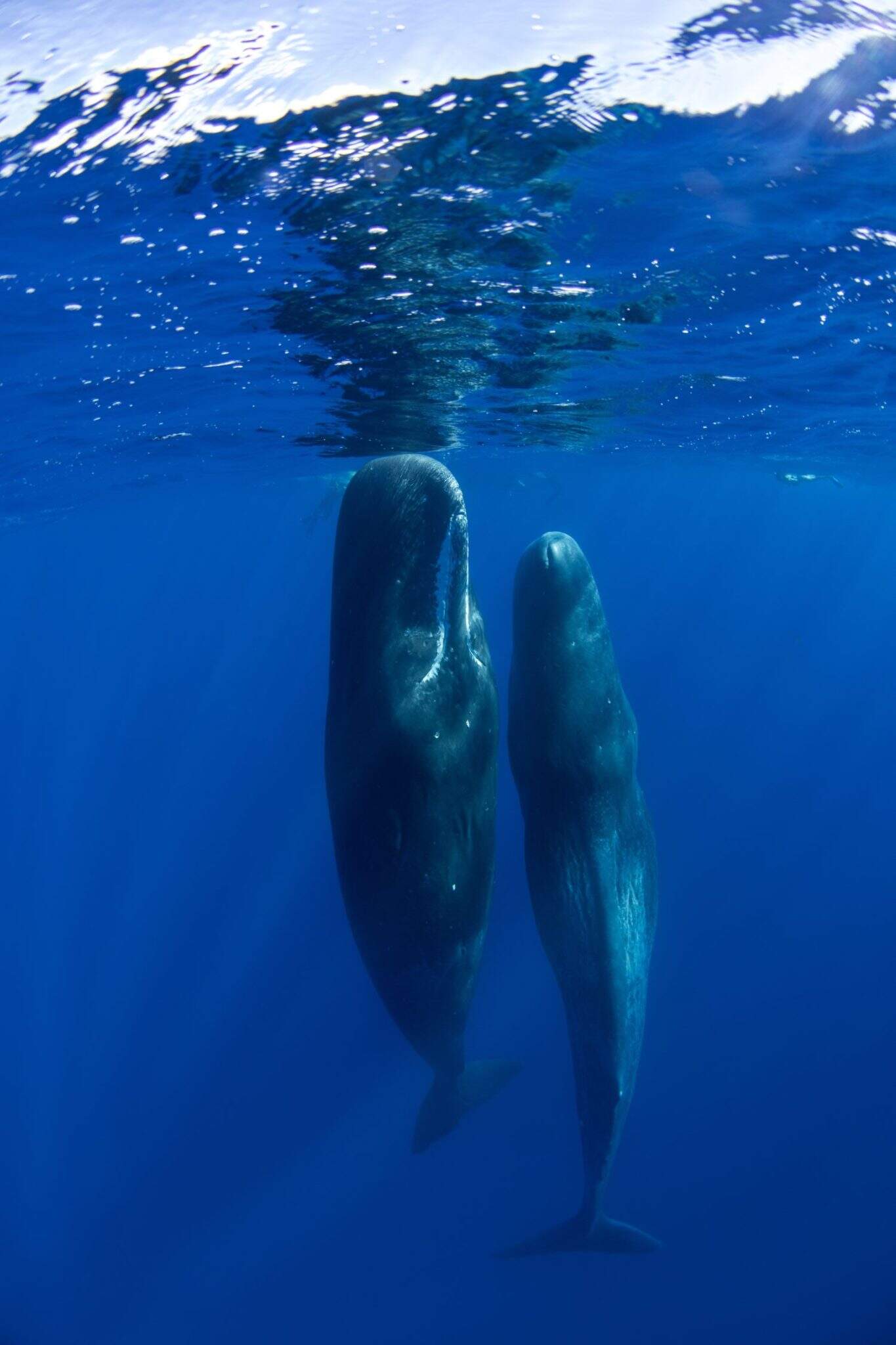 Ever Wondered What Sleeping Sperm Whales Look Like? - A-Z Animals