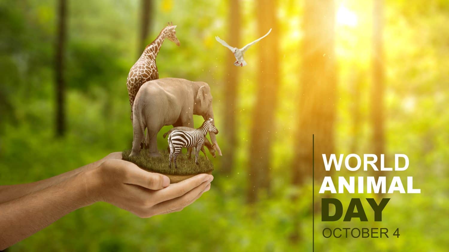 The Animal Life October What's New To Do In October & Halloween 2022