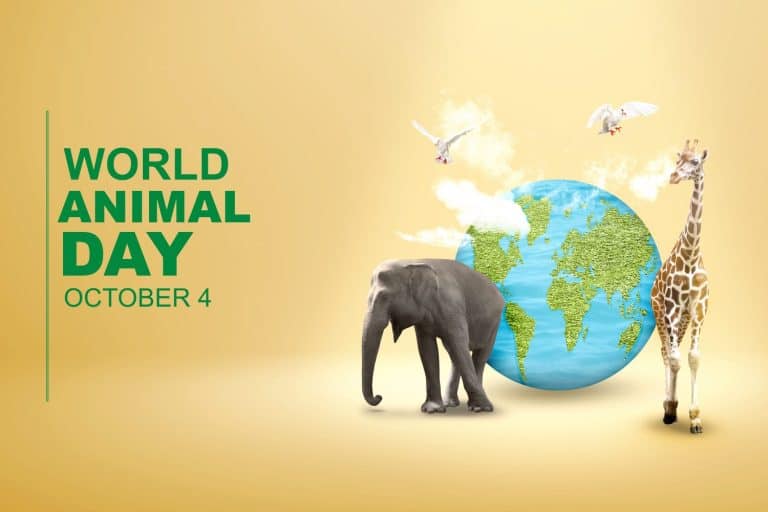 World Animal Day Is October 4. Here's How You Can Participate. - A-Z ...