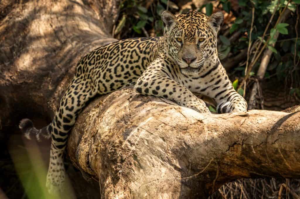 The Secret Lives of Jaguars: 10 Fascinating Facts About the Elusive Big ...
