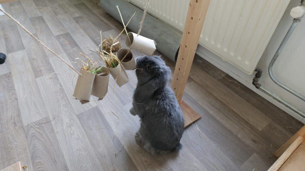 What Bunny Binkying Means for Happy Rabbits - A-Z Animals