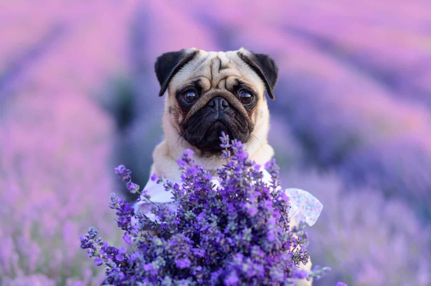 These Are 5 Scents That Calm Anxious Dogs - A-Z Animals