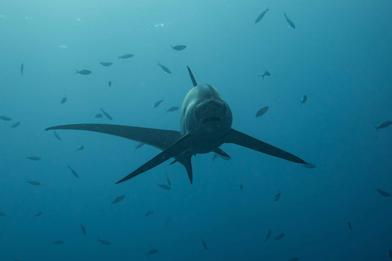 Thresher Shark: Species, Facts, Habitat, and Conservation Guide Fish ...