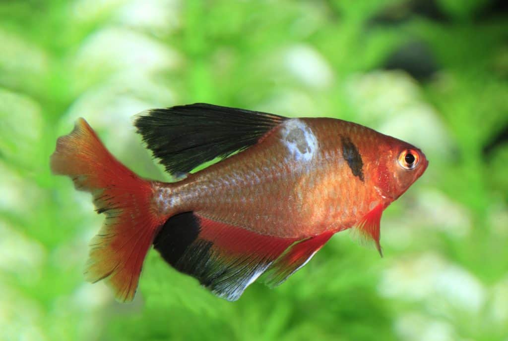 How to Know If Your Fish Is Dying (and What to Do ASAP) - A-Z Animals