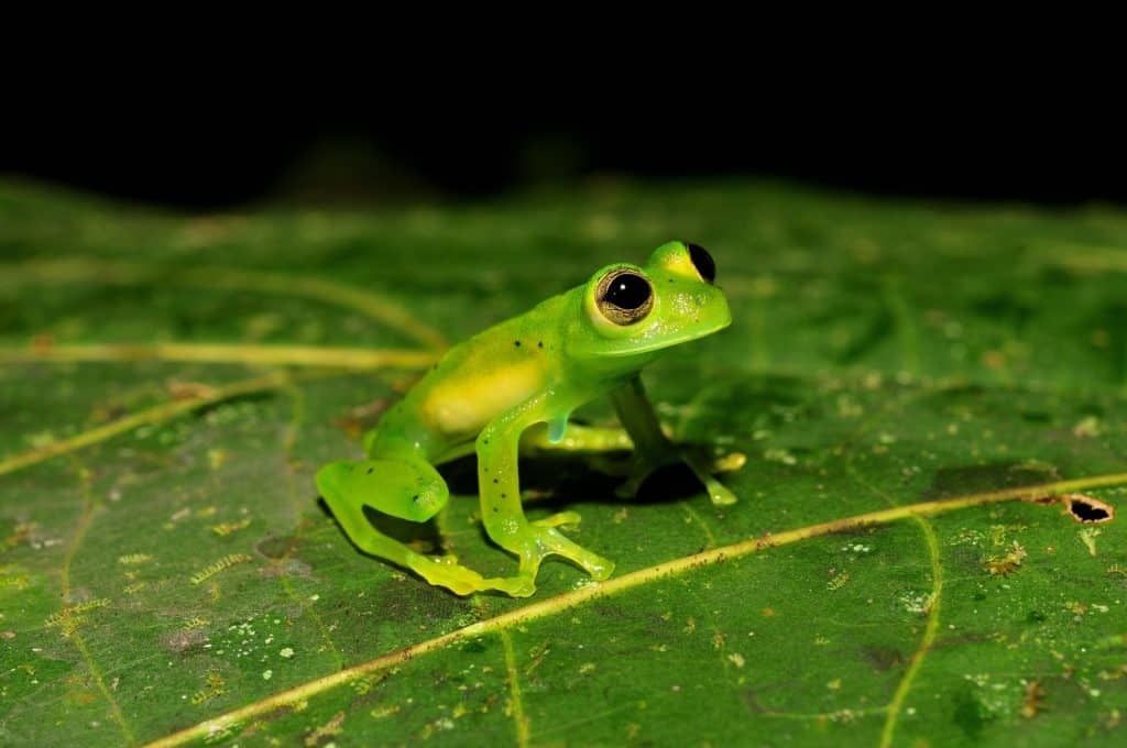 Meet 10 Masters of Camouflage in the Rainforest - A-Z Animals