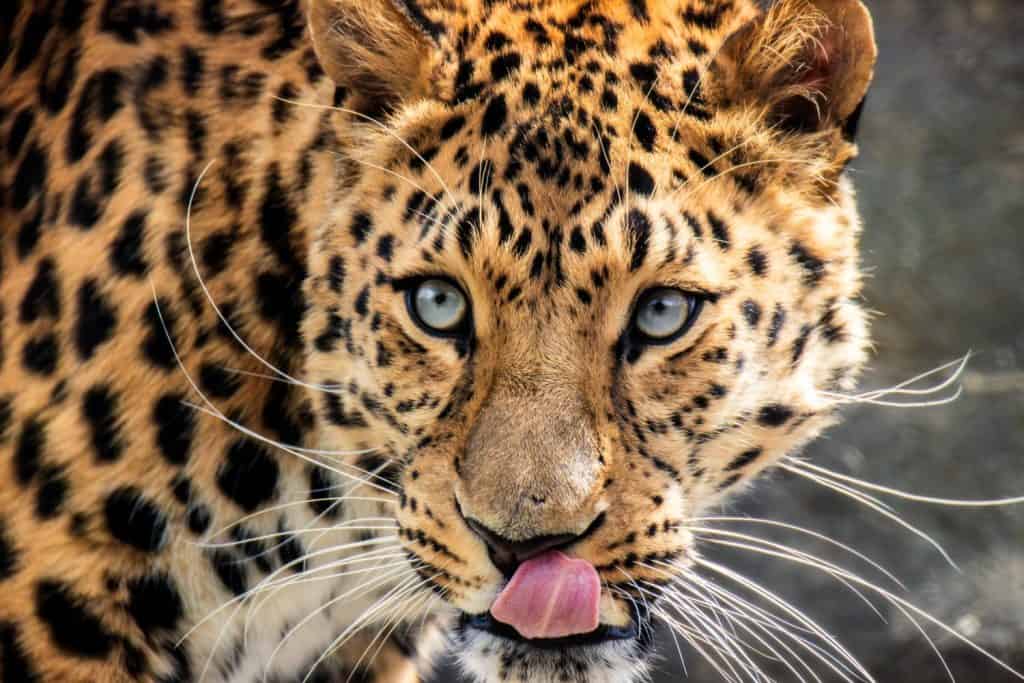 Why the New Amur Leopards at Brookfield Zoo Chicago Are Such a Major ...
