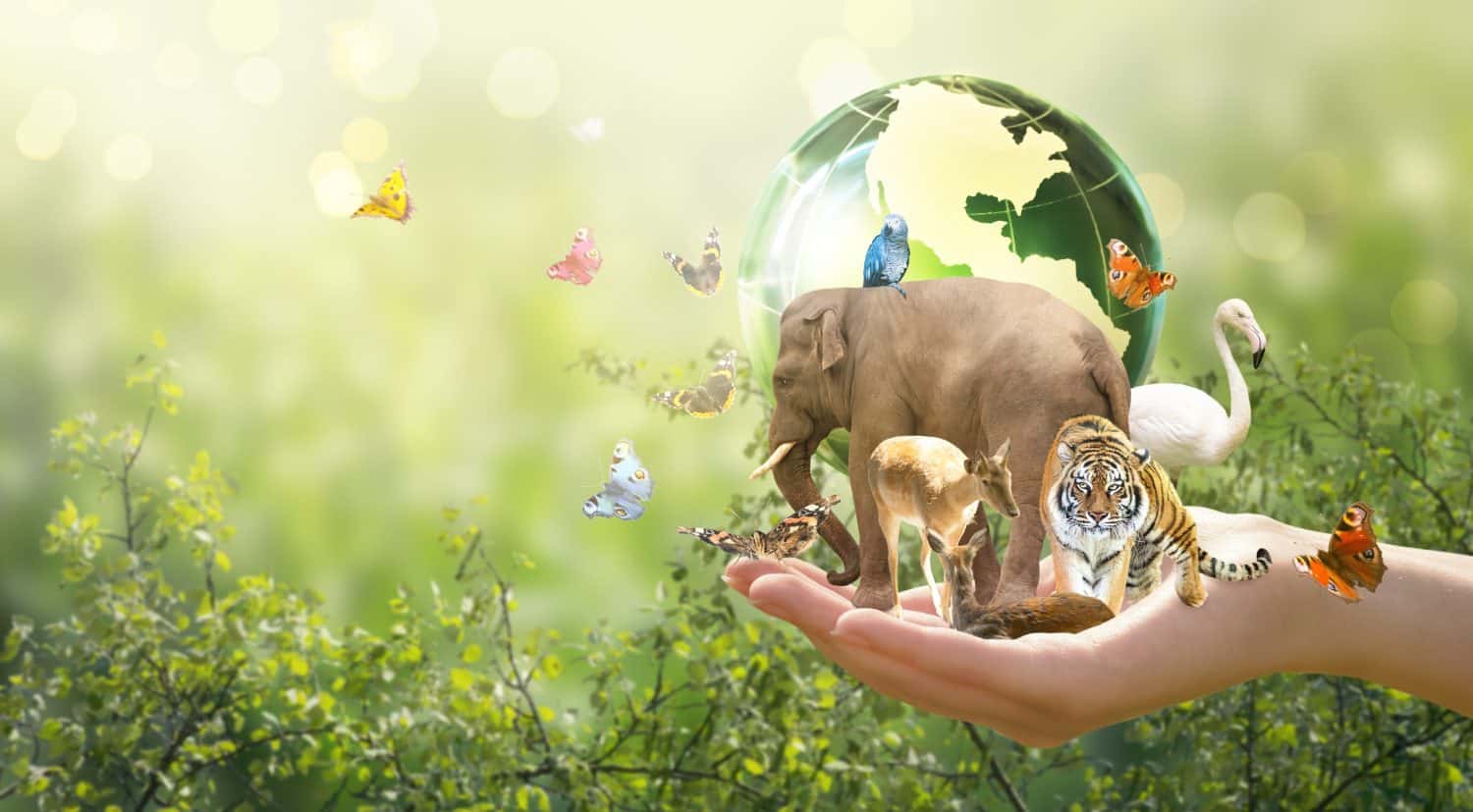 World Animal Day Is October 4. Here's How You Can Participate. - A-Z ...