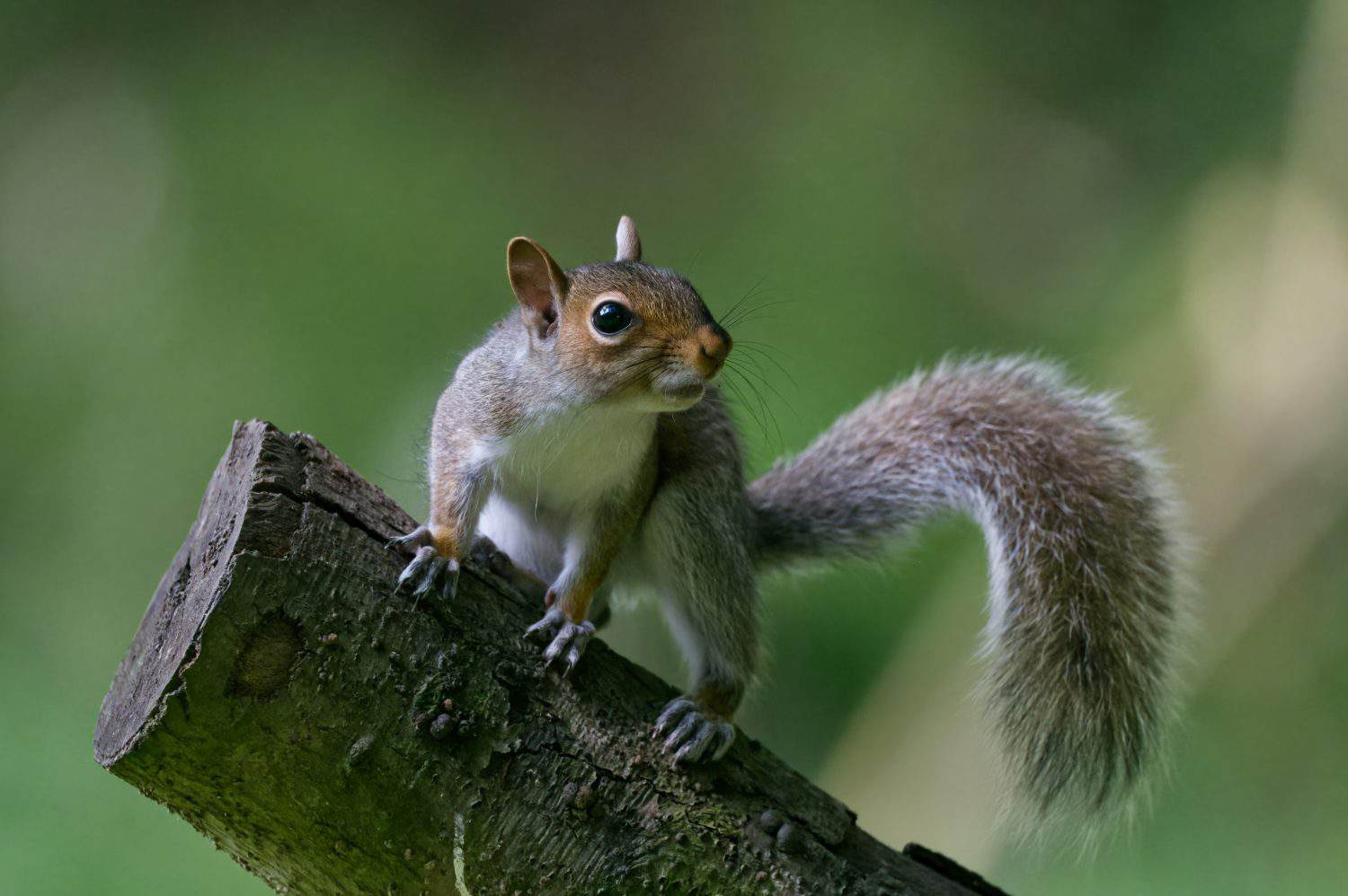 Small Squirrels Plant Better Than The Wind - A-Z Animals
