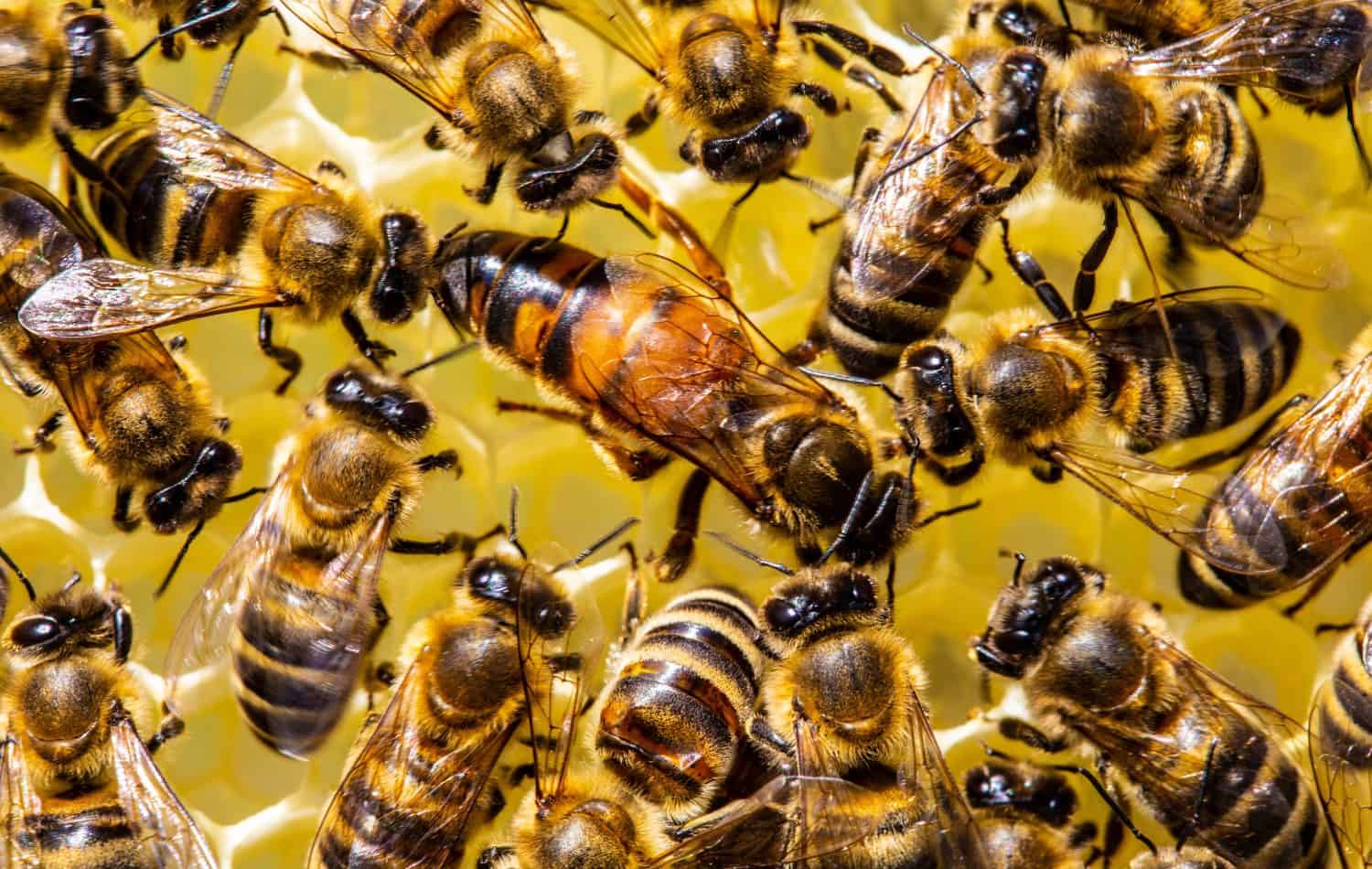 How Bees Hatch From a Tiny Egg to a Hive Hero - A-Z Animals