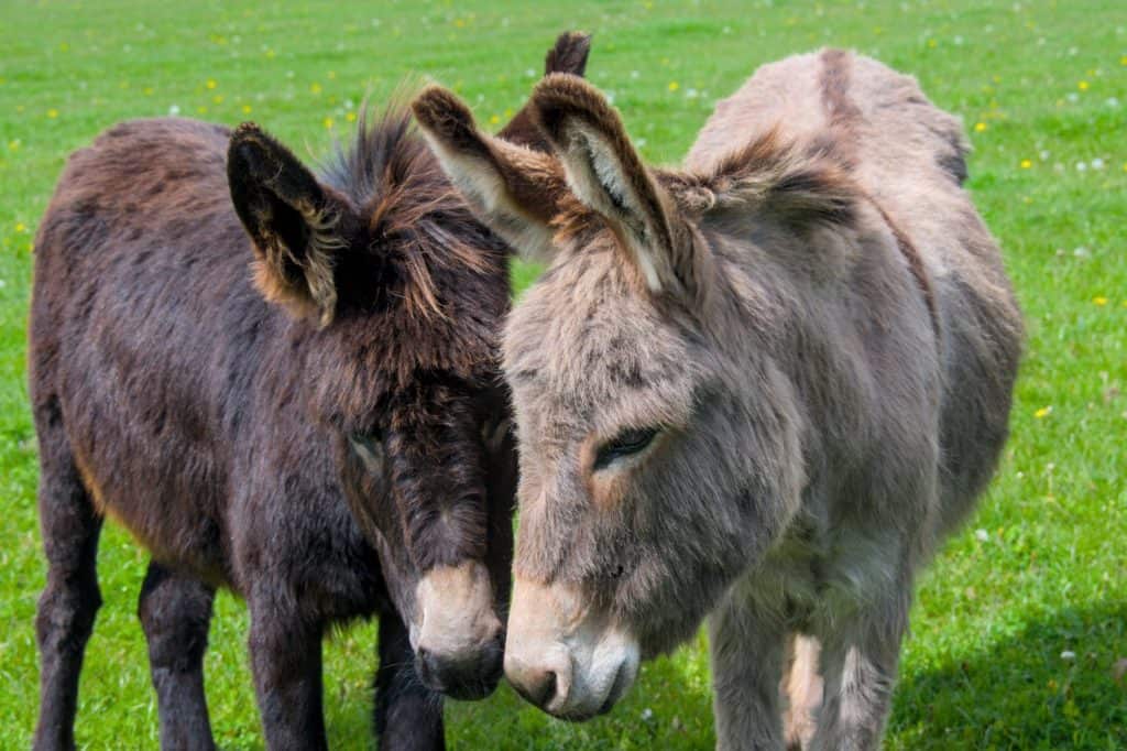 These Are 10 Things That Make Donkeys Happy - A-Z Animals