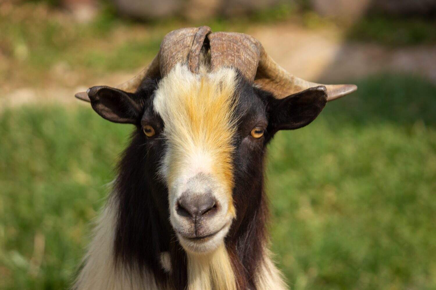 How to Know If Your Goat Is Sick - A-Z Animals