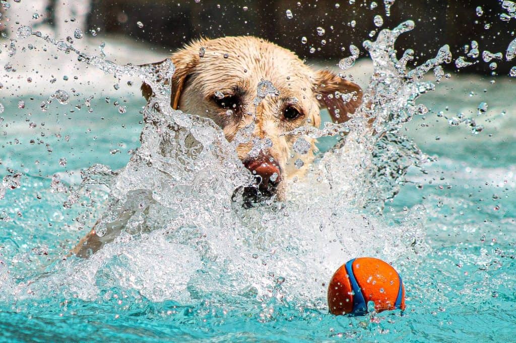 The Mental and Physical Benefits of Playing Fetch With Your Dog - A-Z ...