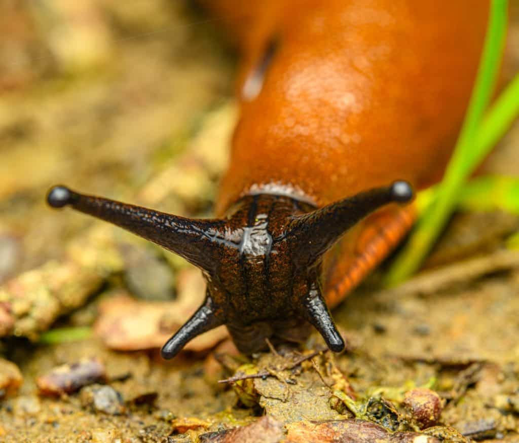 The Most Likely Animal Encounters You'll Have on the Camino de Santiago ...