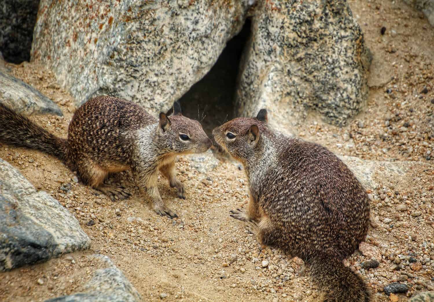 A Complete Wildlife Guide to Joshua Tree National Park - A-Z Animals
