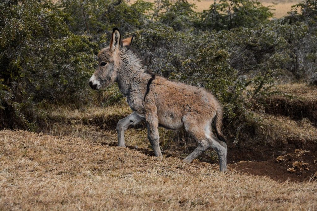 These Are 10 Things That Make Donkeys Happy - A-Z Animals