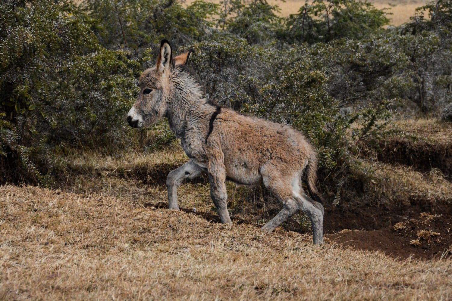 Why 1,500 Burros Are Being Removed From This Arizona Area - A-Z Animals