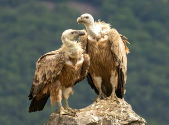 The Most Likely Animal Encounters You'll Have on the Camino de Santiago ...