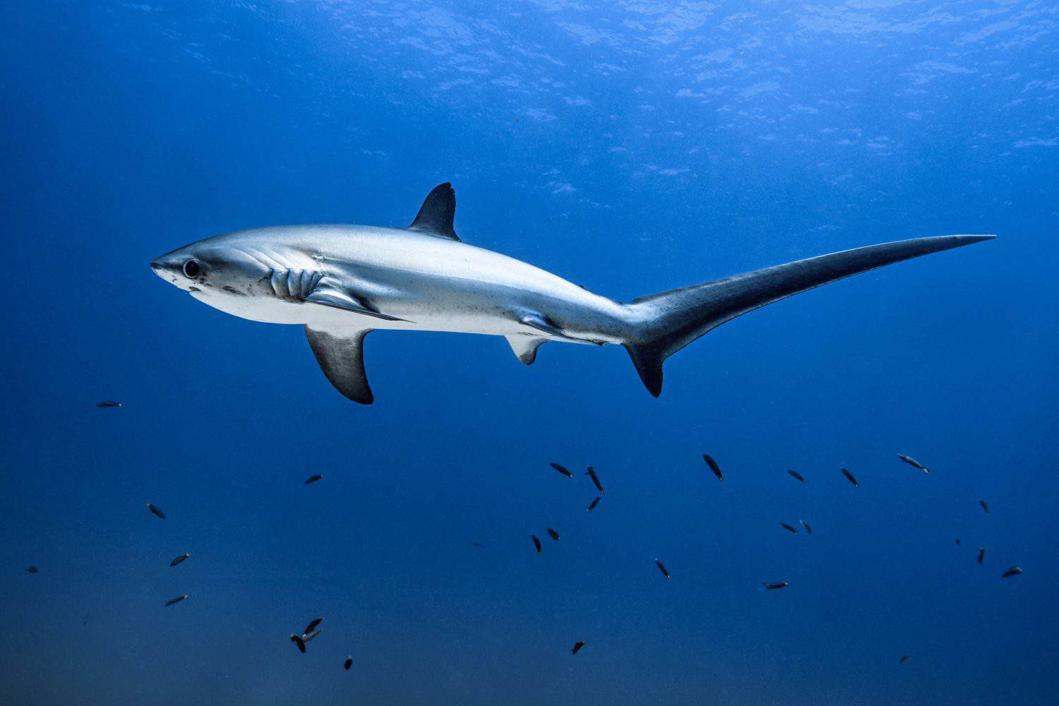 Thresher Shark: Species, Facts, Habitat, and Conservation Guide Fish ...