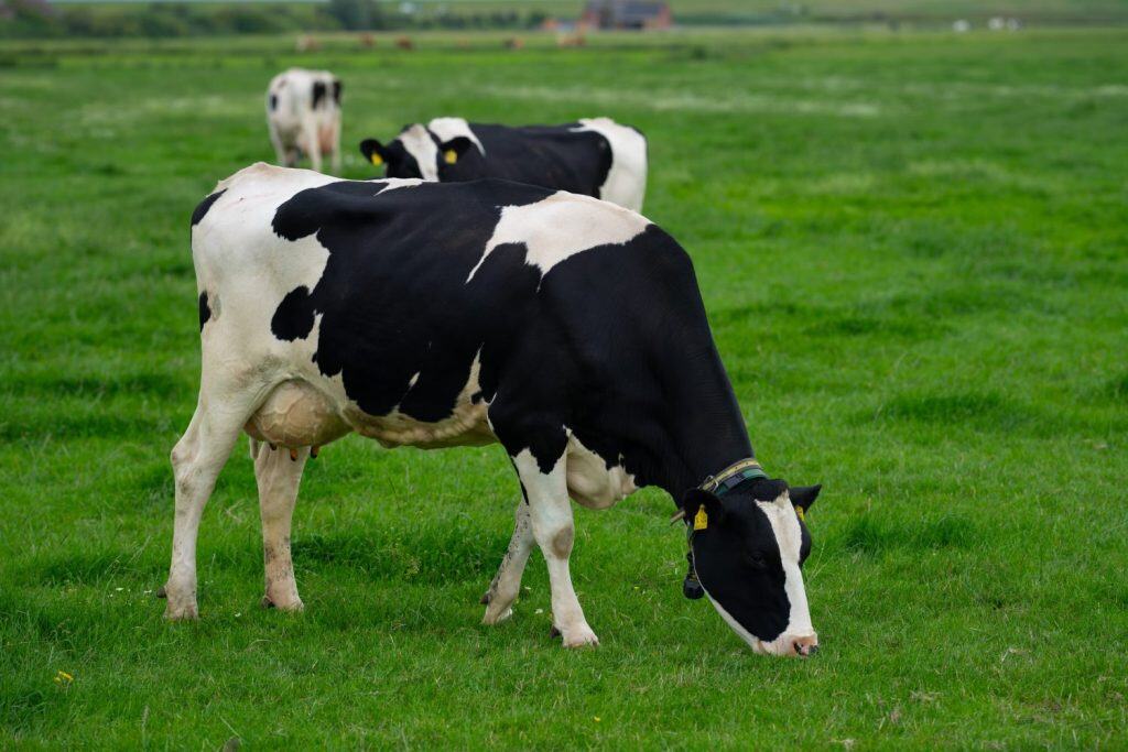 These Are 8 Foods That Cows Shouldn’t Eat - A-Z Animals