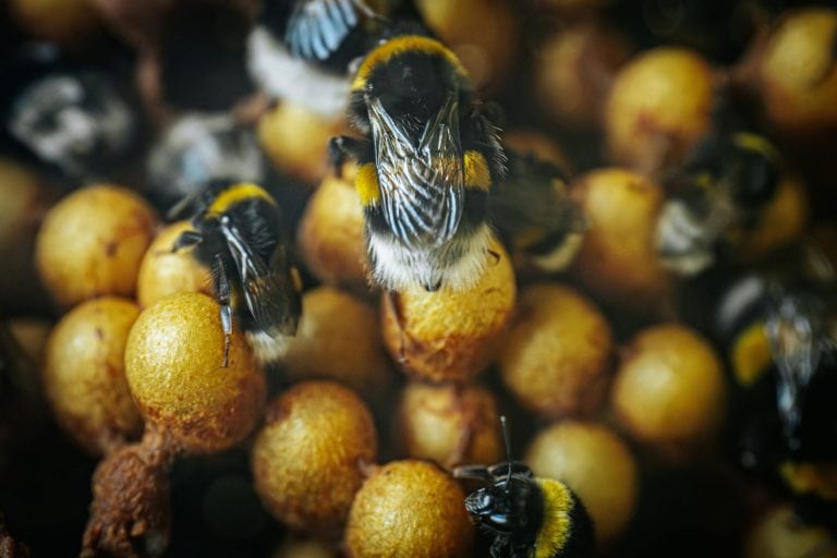 How Bees Swarm Their Queen to Create a New Colony - A-Z Animals