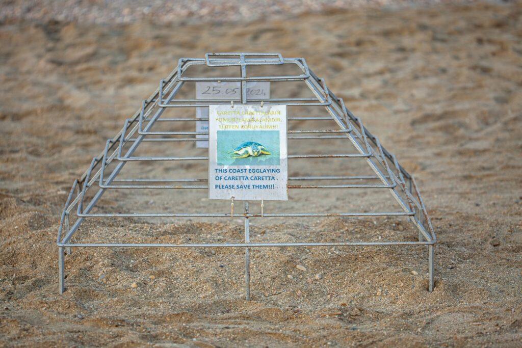 Florida Sea Turtles Are on Track to Have a Record-Breaking Nesting ...