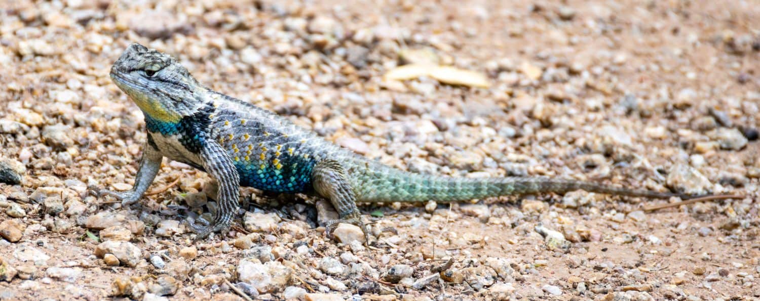 A Complete Guide to Big Bend National Park Wildlife - A-Z Animals