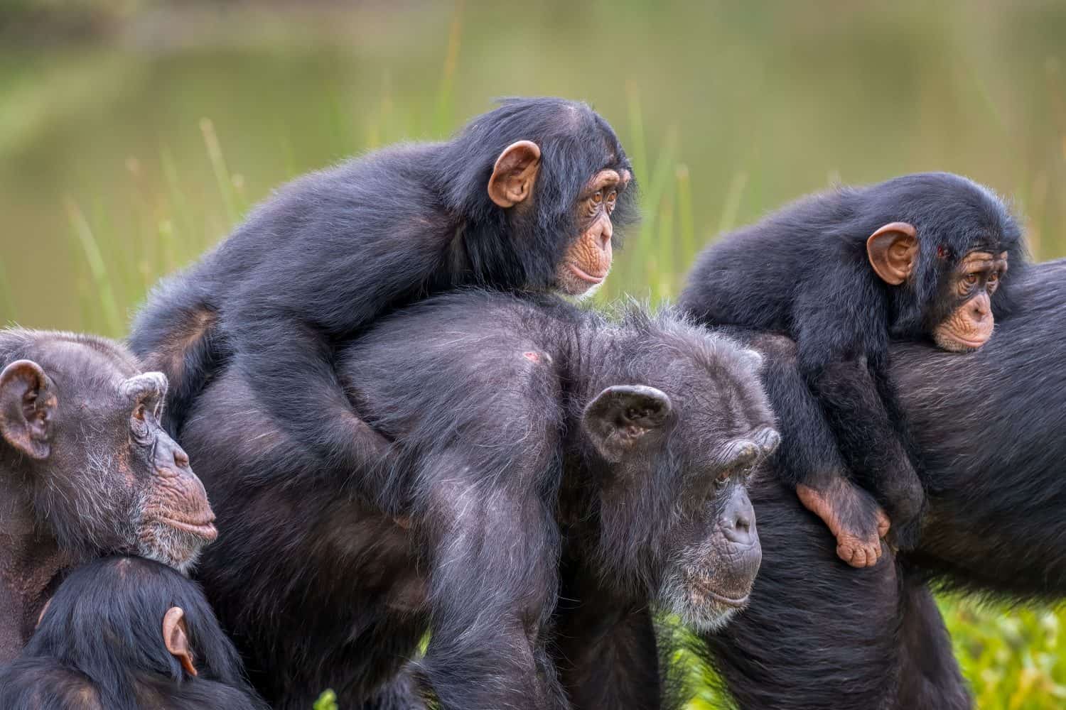 The Key Differences Between Male and Female Chimps - A-Z Animals