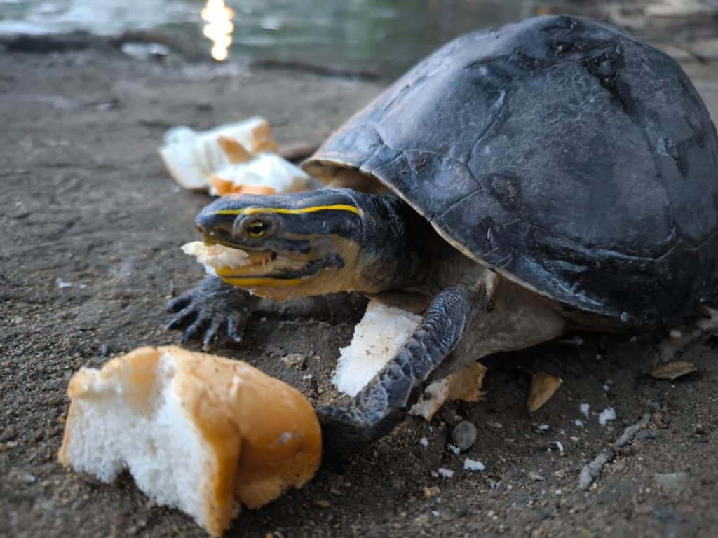 These Are 10 Foods That Turtles (Should) Refuse to Eat - A-Z Animals