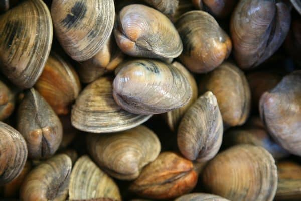 Clams vs. Mussels: What's the Difference? - A-Z Animals