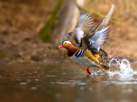 The Evolutionary Maze: How Female Ducks Use "Reverse-Spiral" Anatomy to ...