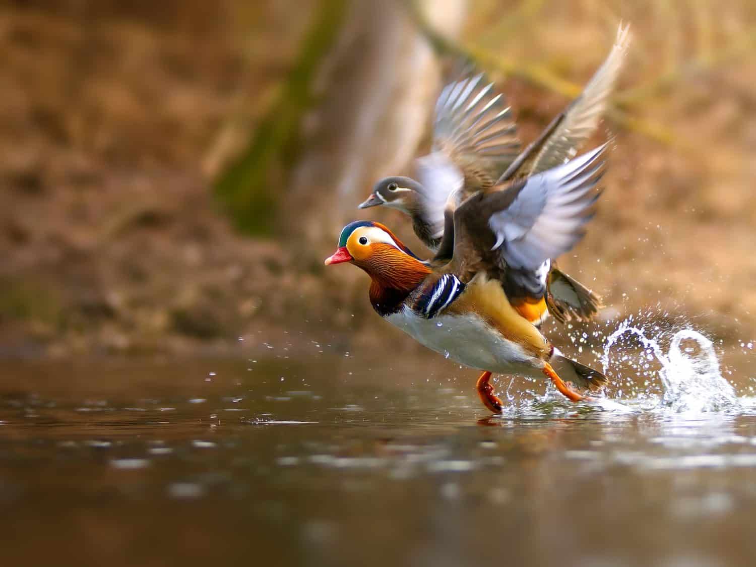 The Evolutionary Maze: How Female Ducks Use "Reverse-Spiral" Anatomy to ...