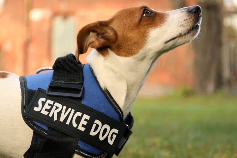 Exploring the Different Types of Police Dogs and Their Functions - A-Z ...