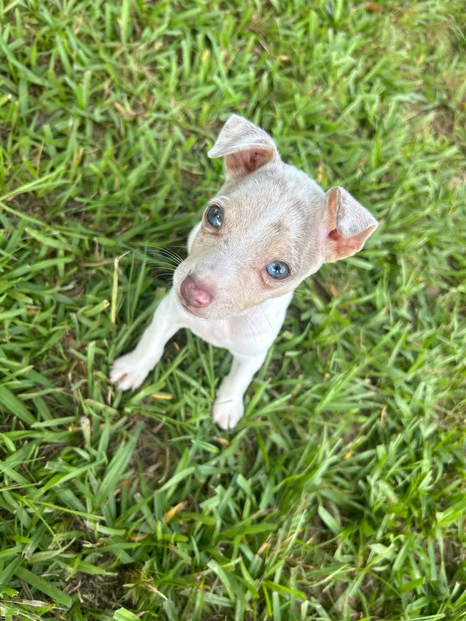 Mountain Feist Dog Breed Complete Guide - A-Z Animals