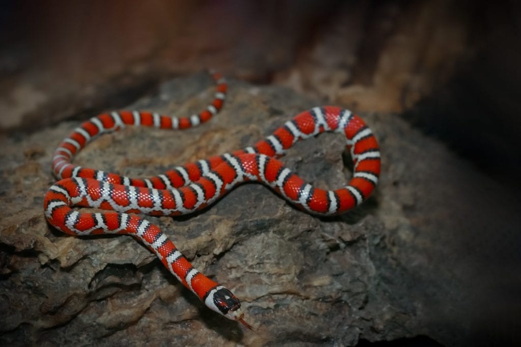 Do Snakes Get Depressed? Watch for These Signs in Your Pet - A-Z Animals