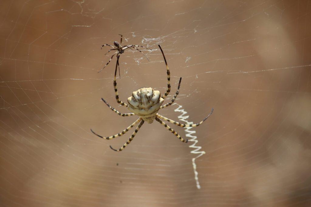 What You Need to Know About Spider Season - A-Z Animals