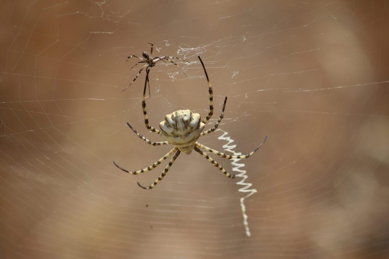 What You Need to Know About Spider Season - A-Z Animals