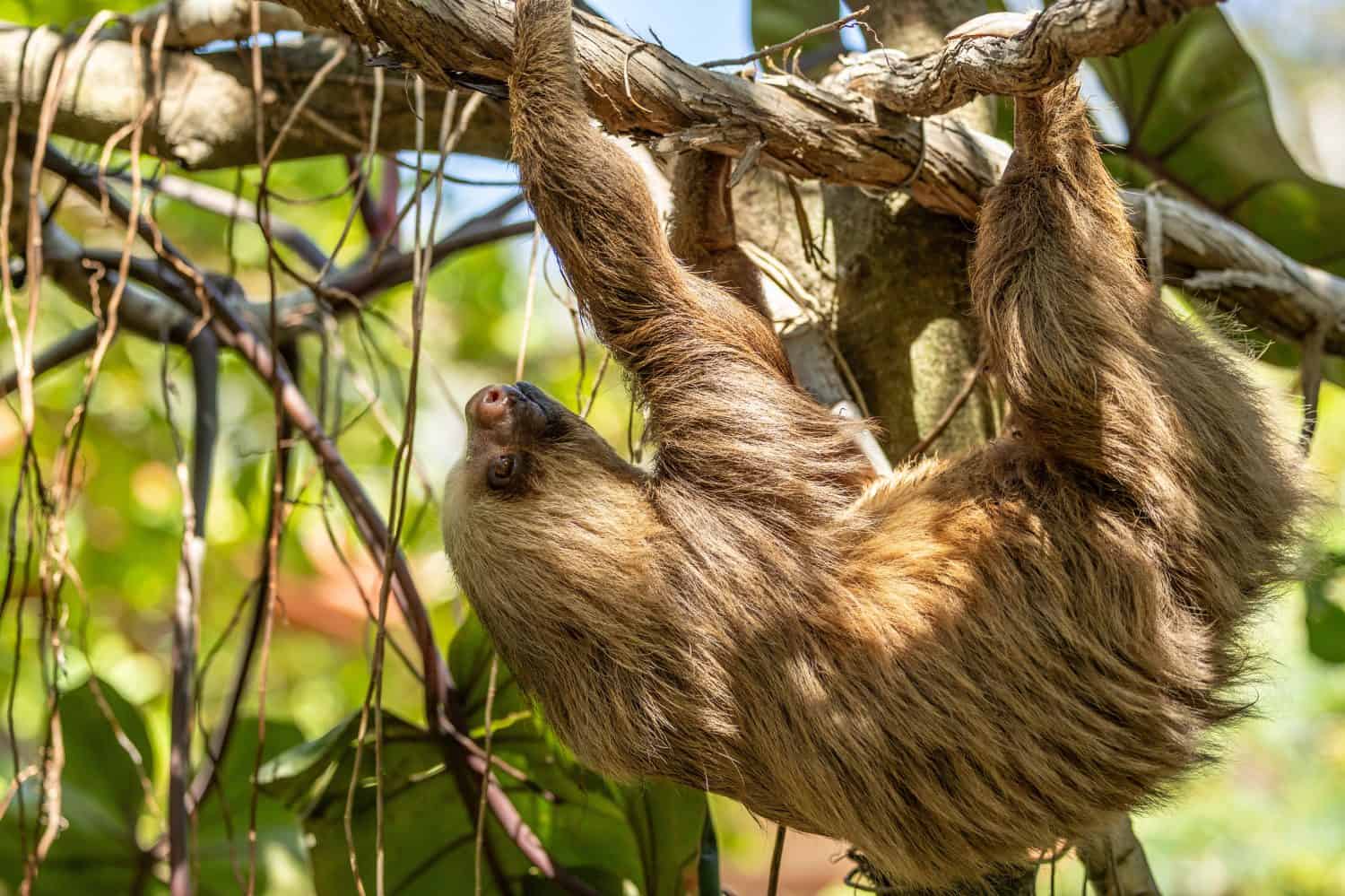 Why the World’s Slowest Animal Has the Loudest Dating Life - A-Z Animals