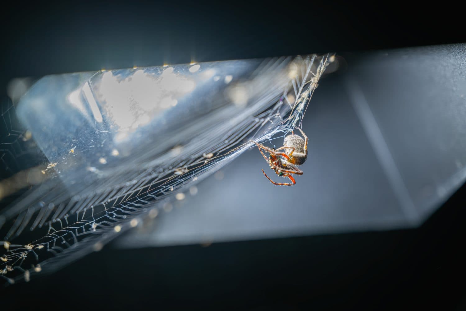 The Natural Antifreeze That Helps Spiders Endure the Cold - A-Z Animals