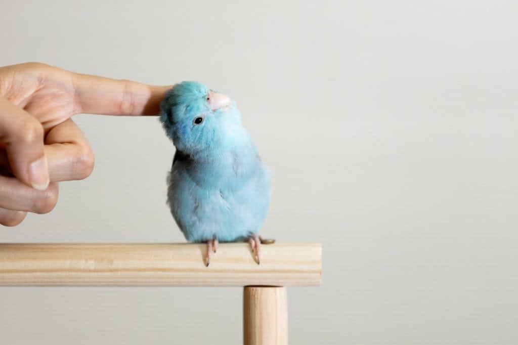 How to Tell If Your Bird Is Lonely - A-Z Animals