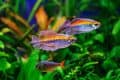 Tetra Animal Facts - Characidae - A-Z Animals