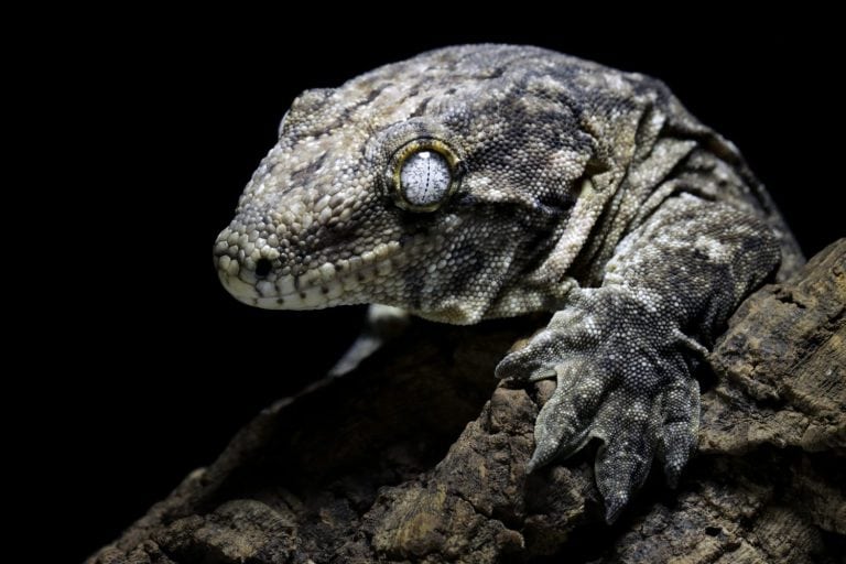 Listen to the Bizarre Snoring Sounds Coming from This Gecko - A-Z Animals