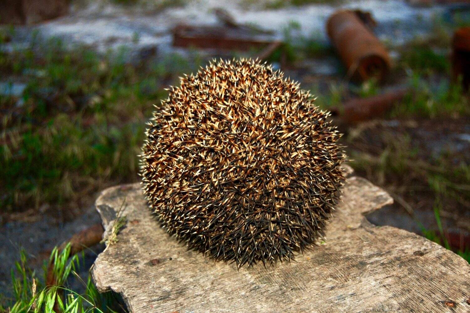 Is Your Hedgehog Unhappy? Here's How to Tell. - A-Z Animals