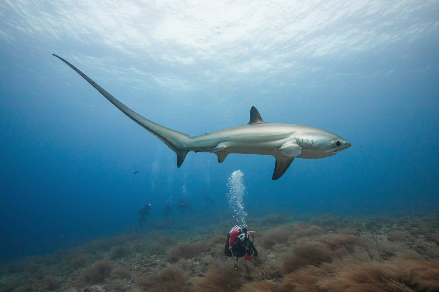 Thresher Shark: Species, Facts, Habitat, and Conservation Guide Fish ...