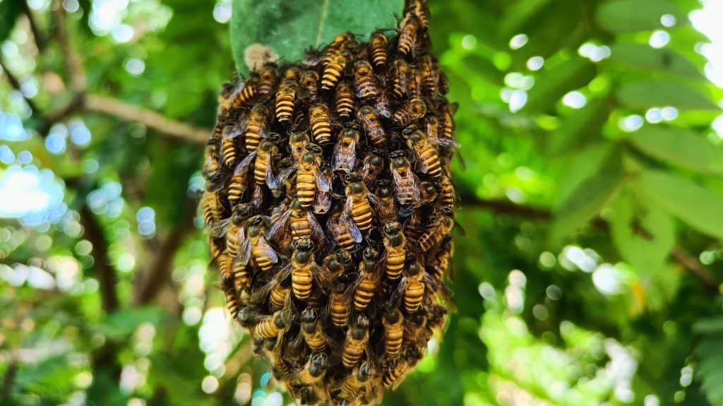 How Bees Swarm Their Queen to Create a New Colony - A-Z Animals